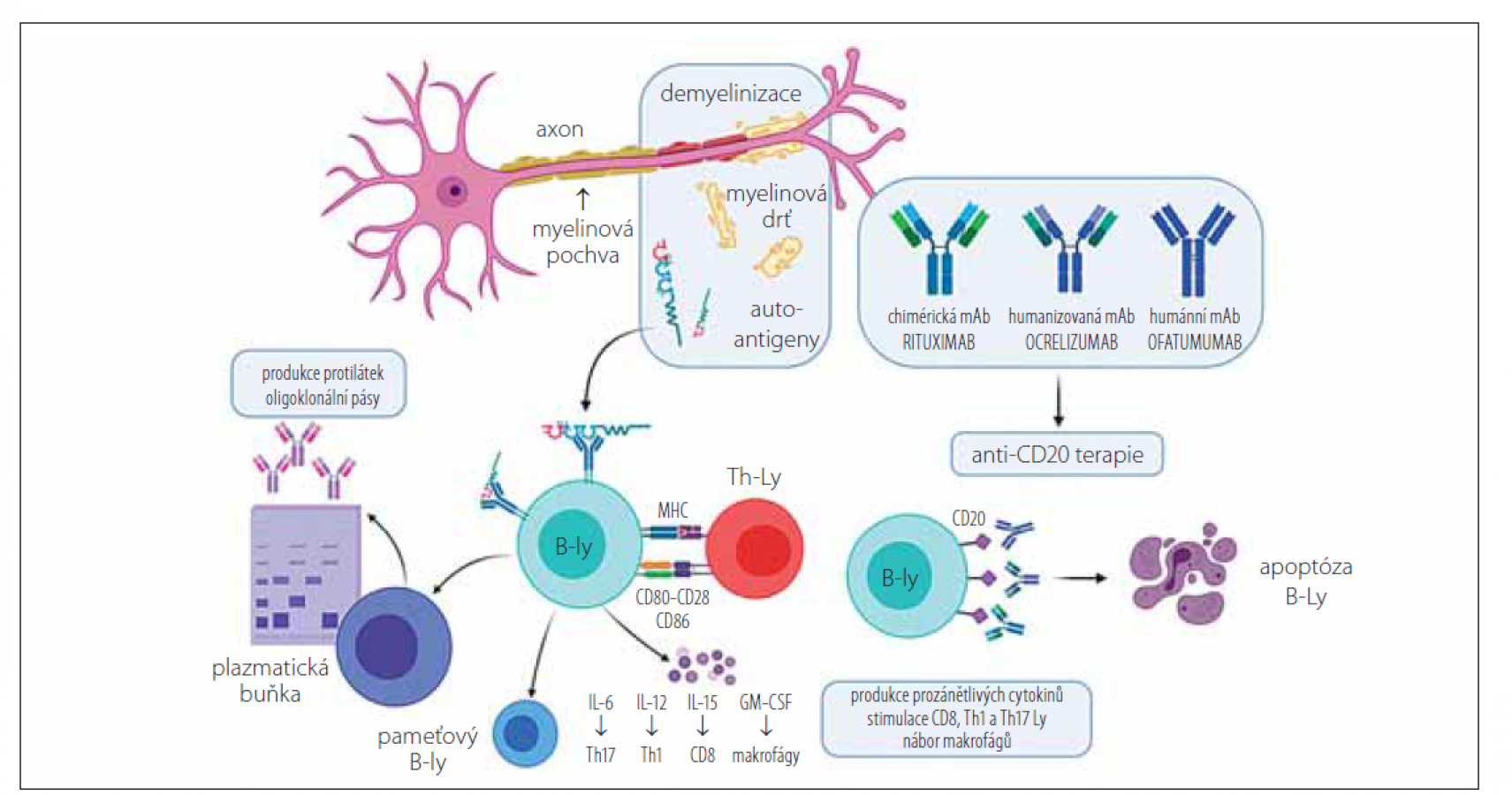 Ofatumumab – nov... | Česká a slovenská neurologie a neurochirurgie